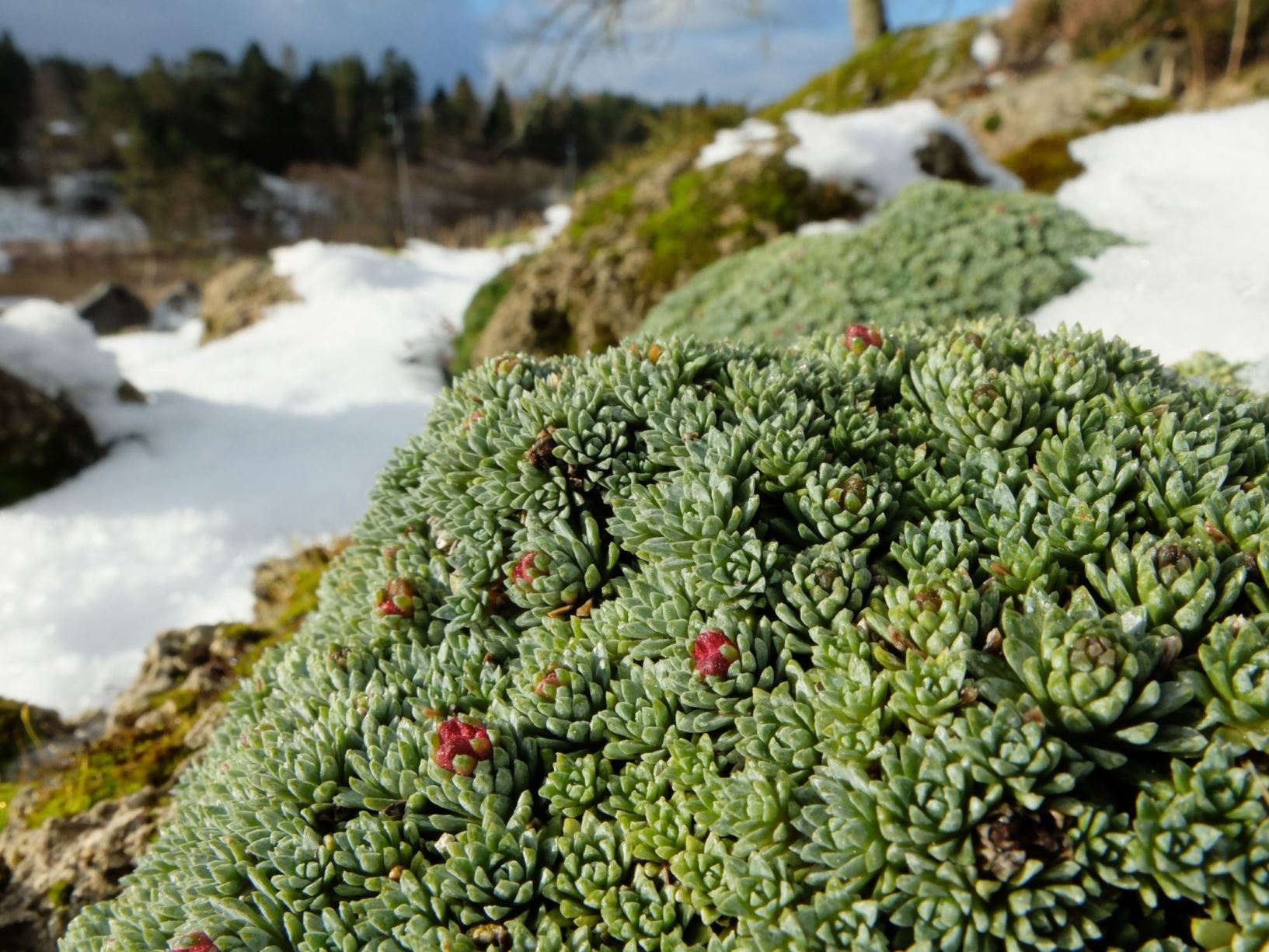 Saxifraga ×irvingiana | The Arboretum and Botanical Garden, University ...