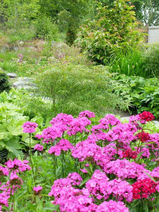 Dianthus japonicus | The Arboretum and Botanical Garden, University of ...